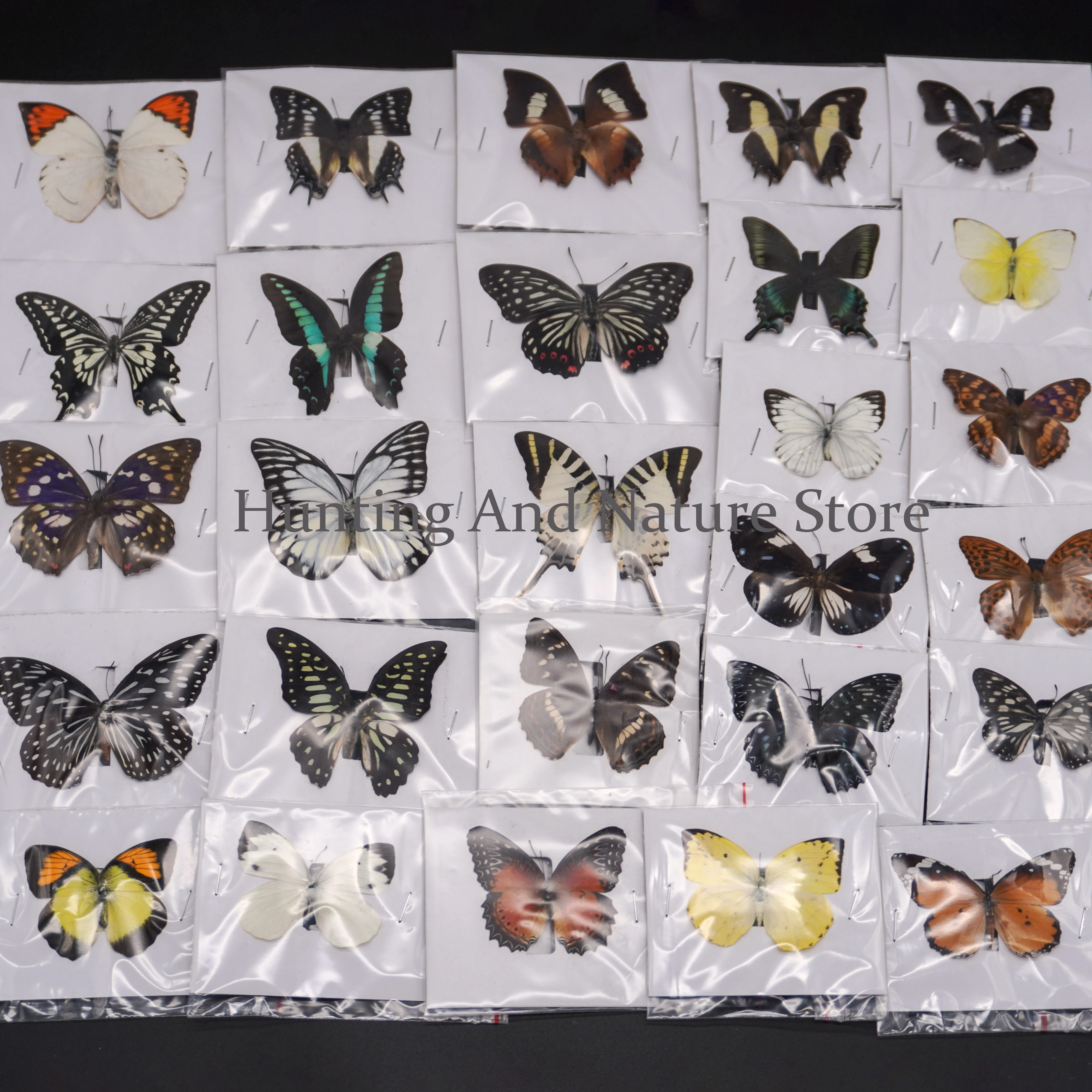 3PCS-Real-Butterflies-Home-Decorations-Butterfly-insect-Specimens ...