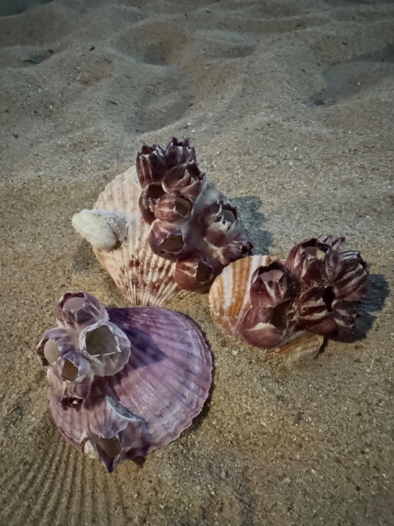 1-piece-natural-shell-scallop-flower-fish-tank-Aquarium-decoration ...