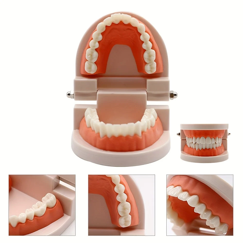 Modelo-de-dientes-est-ndar-Dental-dientes-humanos-realistas-para-ense ...