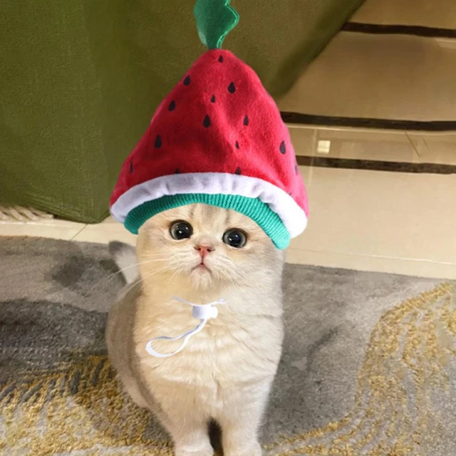 Watermelon Hat Cat