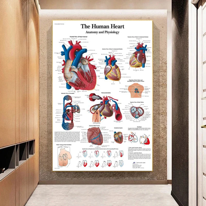 Human Heart Body Anatomy Organ Canvas Painting Wall Art Poster Prints ...