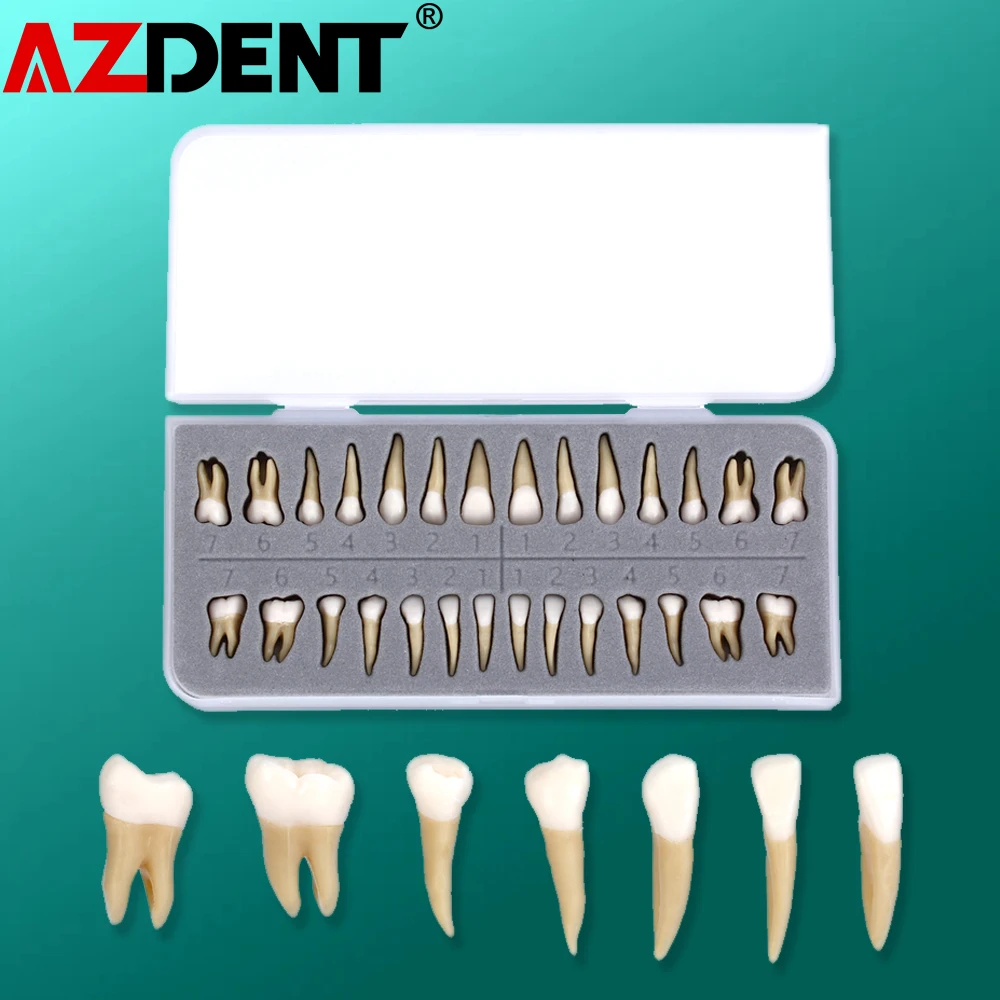 Dental Layout of Teeth: What You Need to Know About the 1:1 28-Piece ...