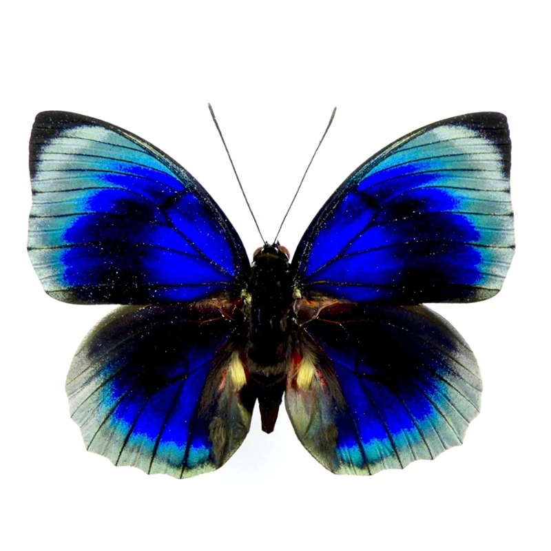 Real Butterfly In Nature