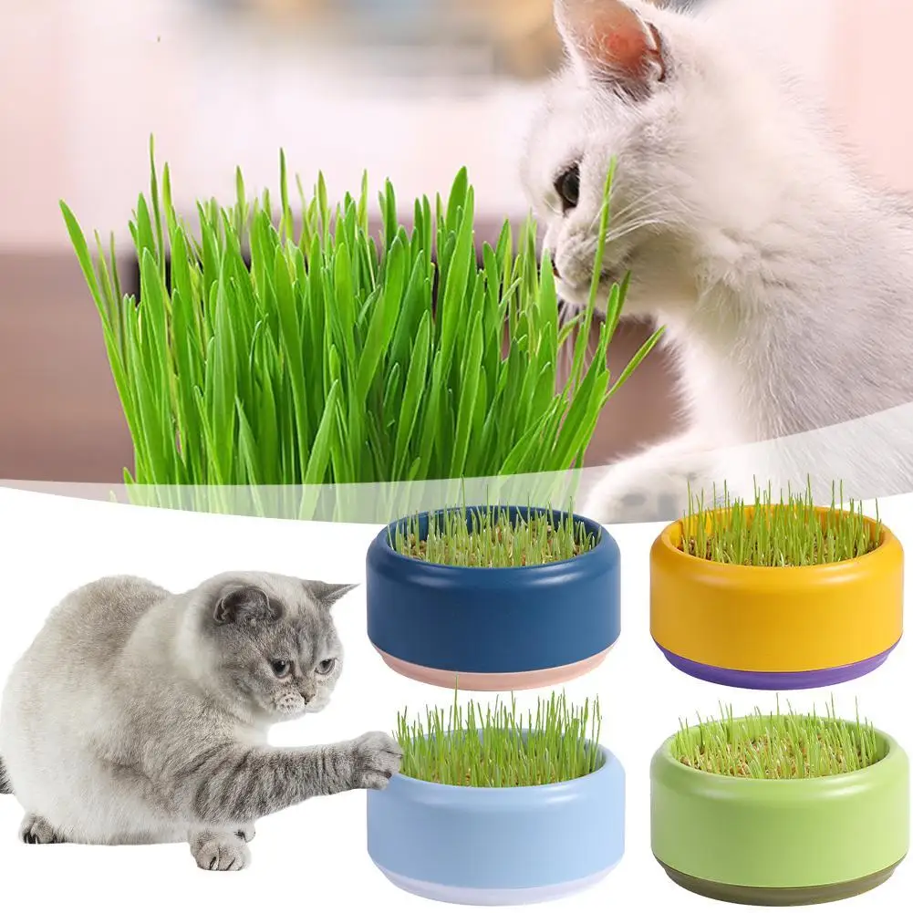 New-Pet-Cat-Sprout-Dish-Growing-Pot-Tray-Starter-Dish-Greenhouse ...