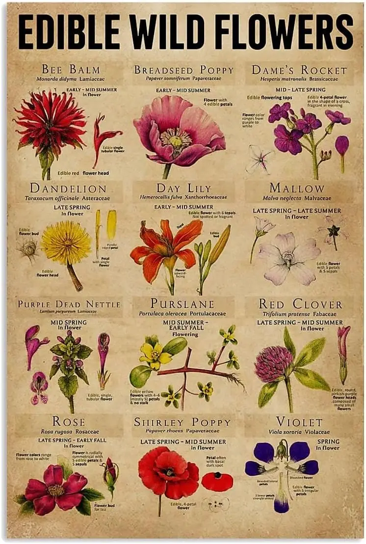 Edible Flowers Chart