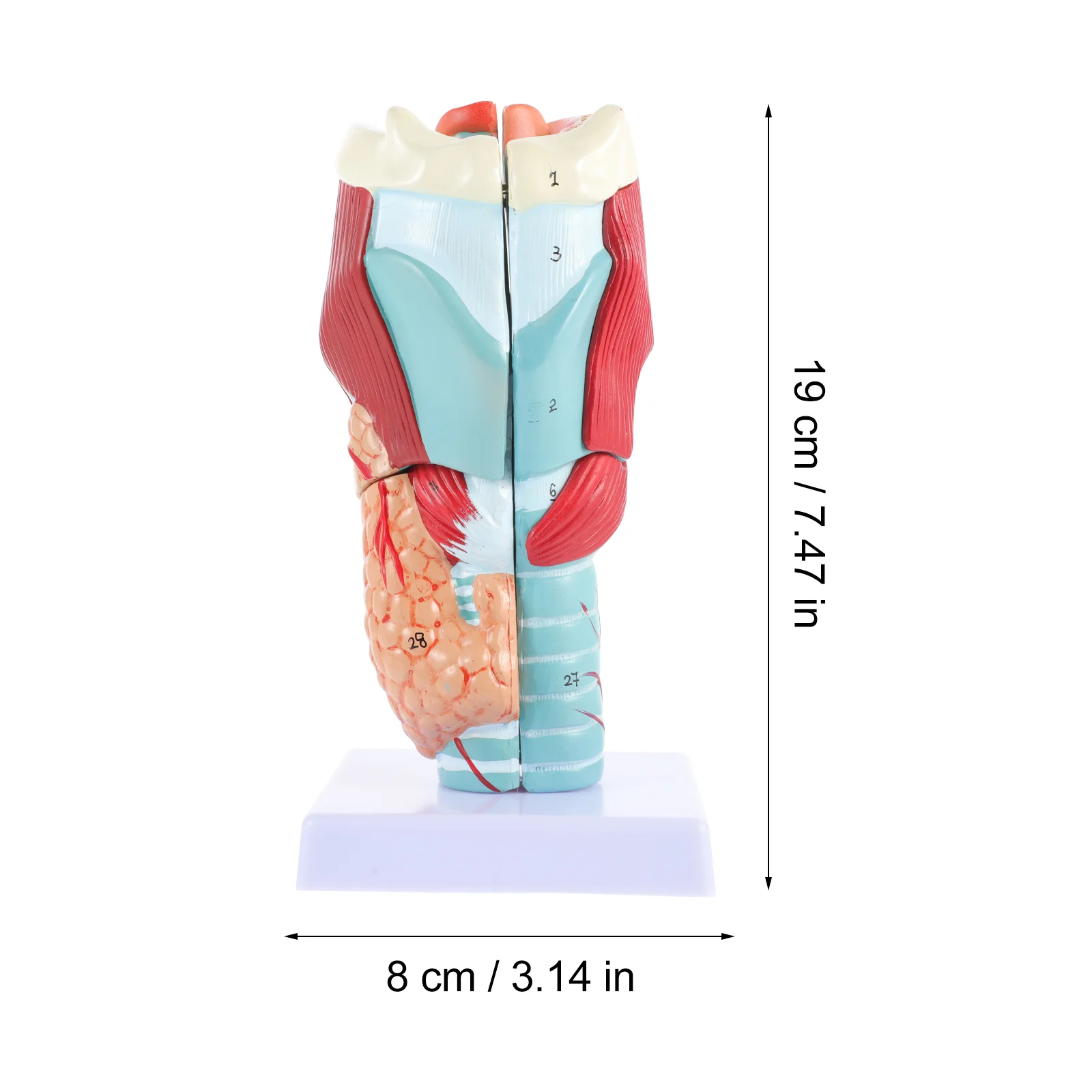 Larynx Anatomy 3d