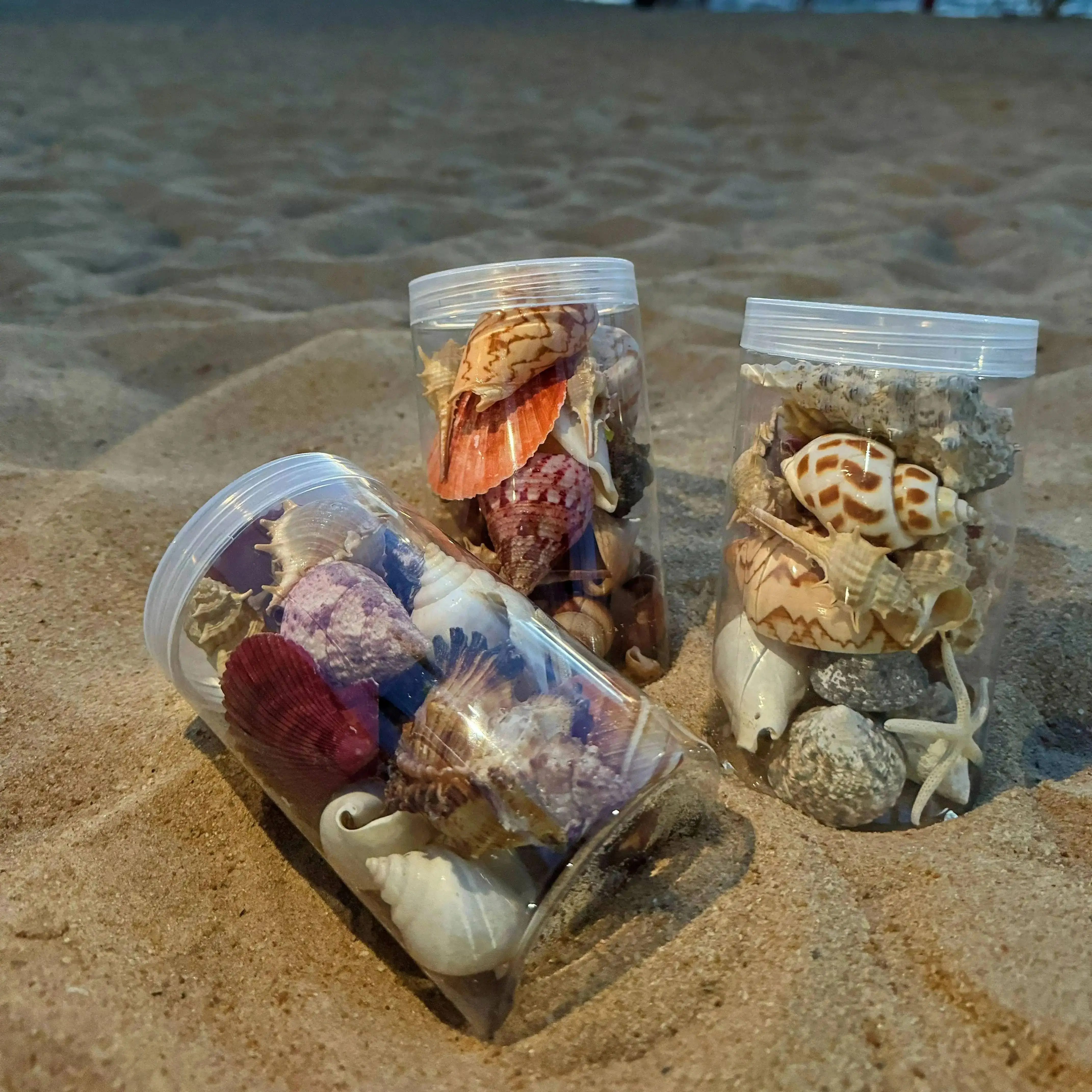 1-barrel-mixed-bulk-shell-conch-various-small-conch-shells-creative-DIY ...