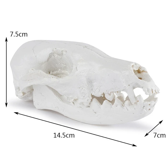 Fox Skeleton Head