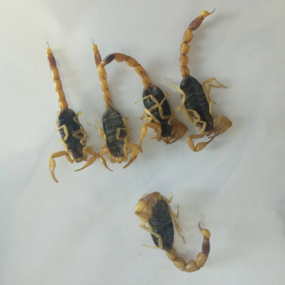 China Supply Feeding Raw Natural Dried Scorpions Dry Whole Scorpion for ...