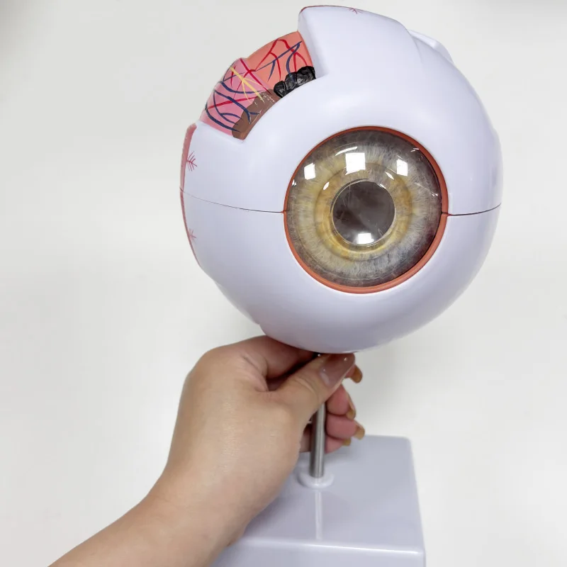 Human Anatomy Magnified 6 Times Eye Model School Teaching Supplies Tool ...