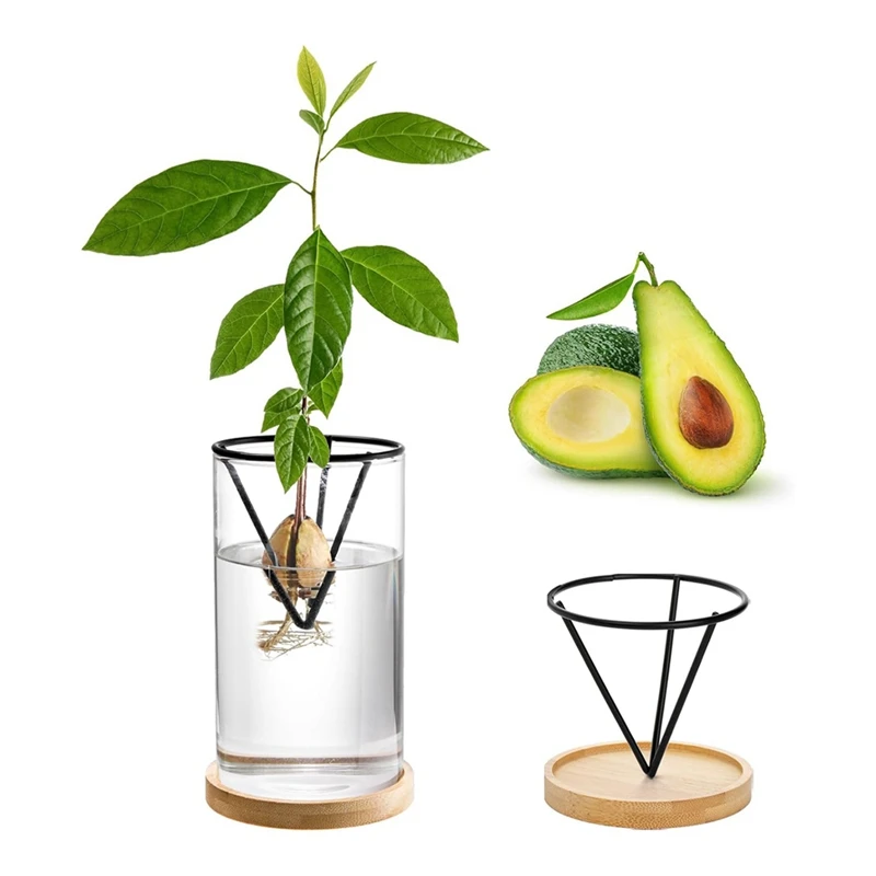 3-Pack-Avocado-Tree-Growing-Kits-Glass-Avocado-Seed-Vase-With-Triangle ...