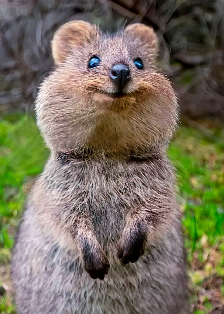 Quokka Happy