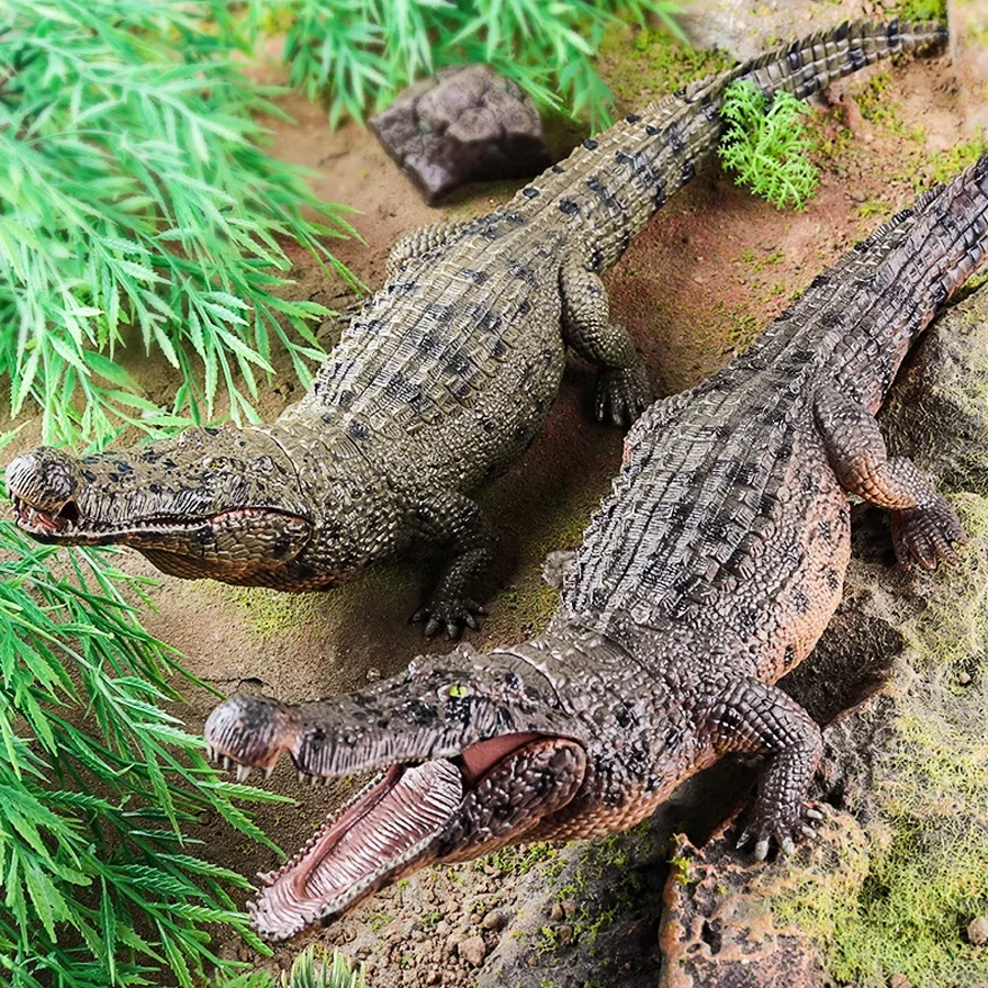 Amphibian Crocodile Model Simulation Mobile Clay Education and ...