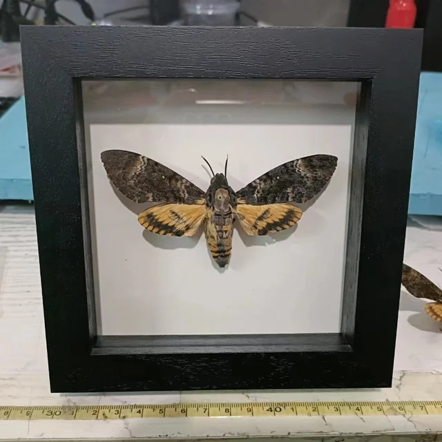 Acherontia lachesis real moth specimen real insect frame home ...