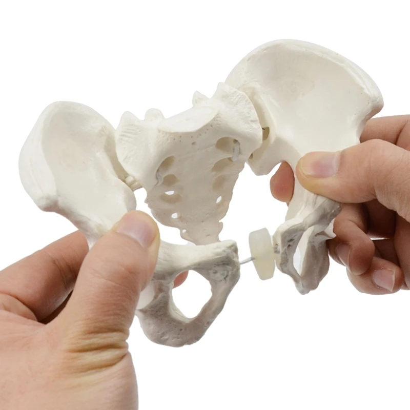 Female-Pelvic-Model-Human-Pelvic-Medical-Teaching-Model-for-Study ...