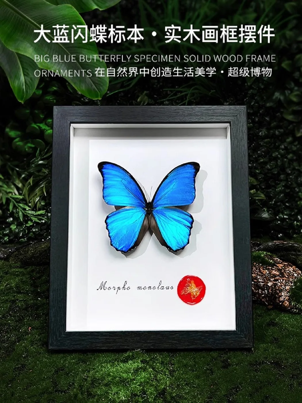 10-inch-real-butterfly-specimen-photo-frame-finished-wing-display-frame ...