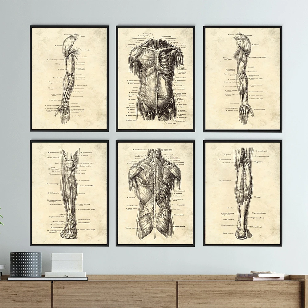 Vintage Human Body Anatomy Artwork Medical Wall Pictures Skeleton Organ ...