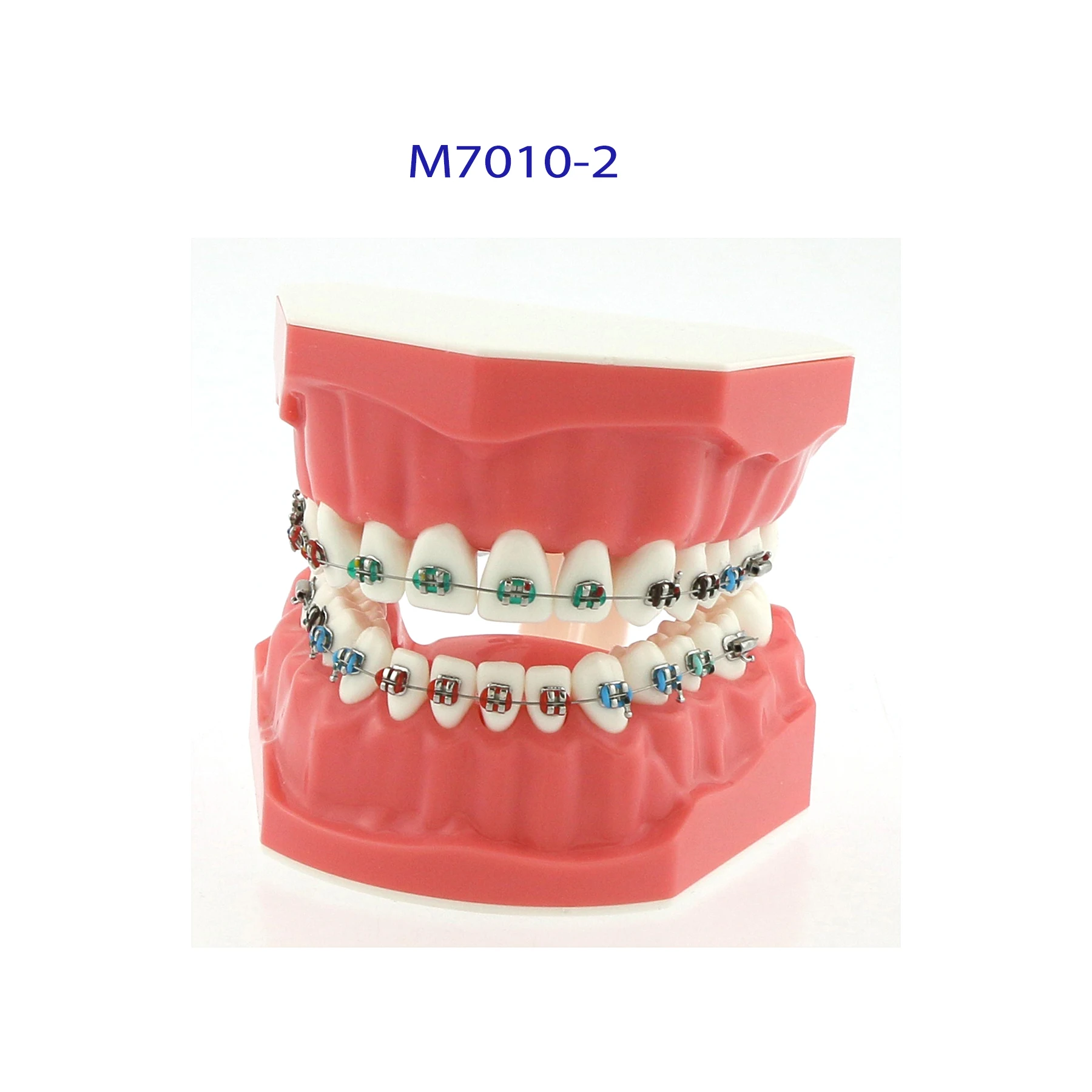 Dental-Typodont-Orthotic-Metal-Braces-Standard-Sizeor-Dentistry ...