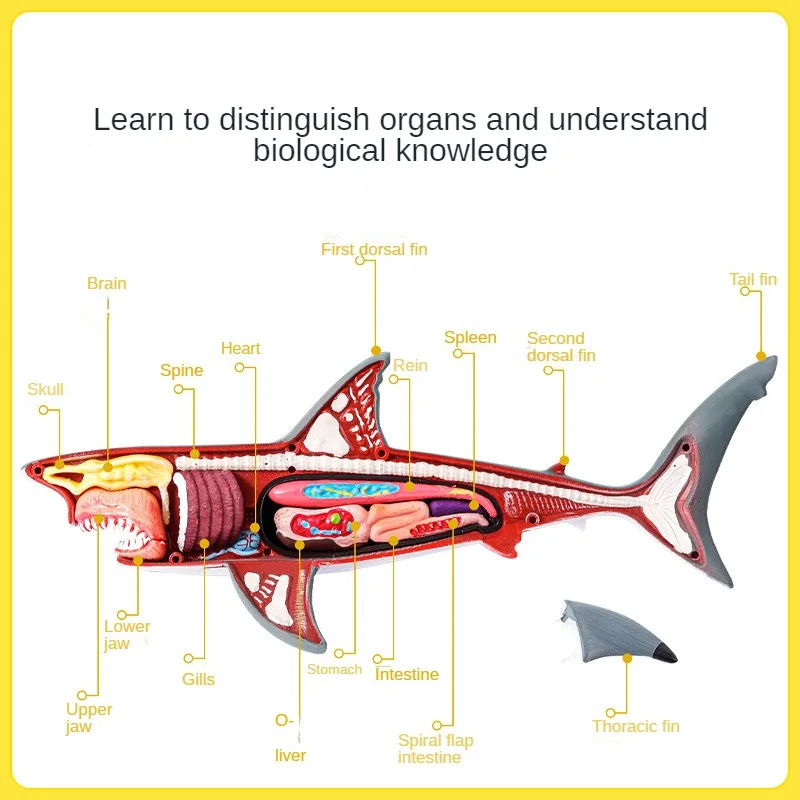 Shark Internal Anatomy