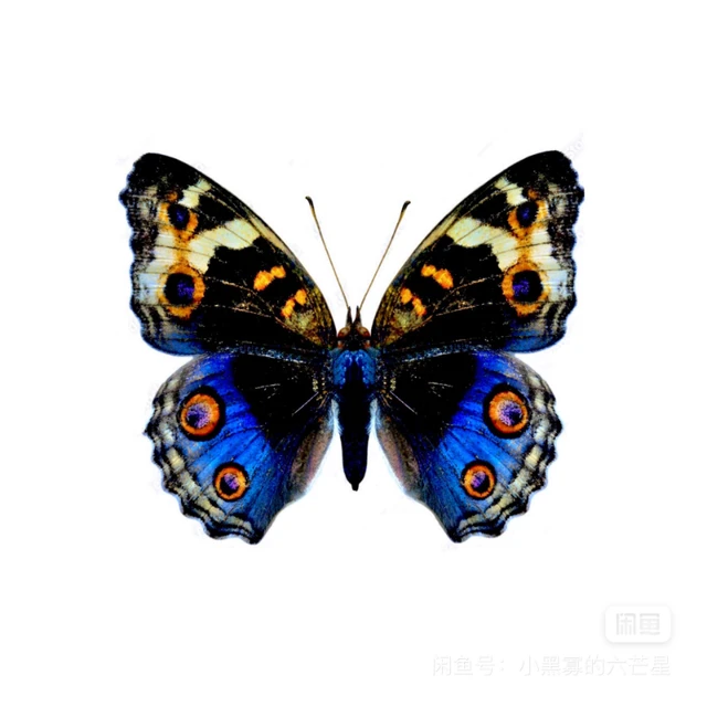 Real Blue Butterflies In Nature