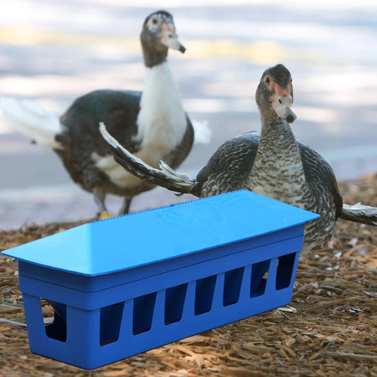 Pigeon Feeder,Bird Feeder Bowl,Slot Container,Thick,Automatic,Poultry ...