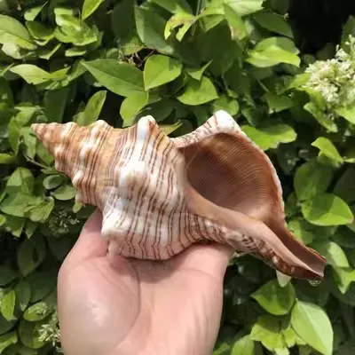 Line-Red-Spiral-Snail-Natural-Shell-Conch-Shell-Fish-Tank-Decoration ...