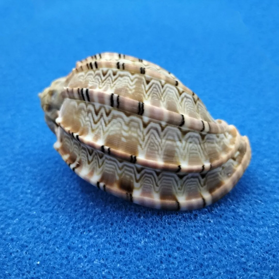 7-9CM Natural Volute Shell Fulgoraria Hamillei Seashells For Home ...
