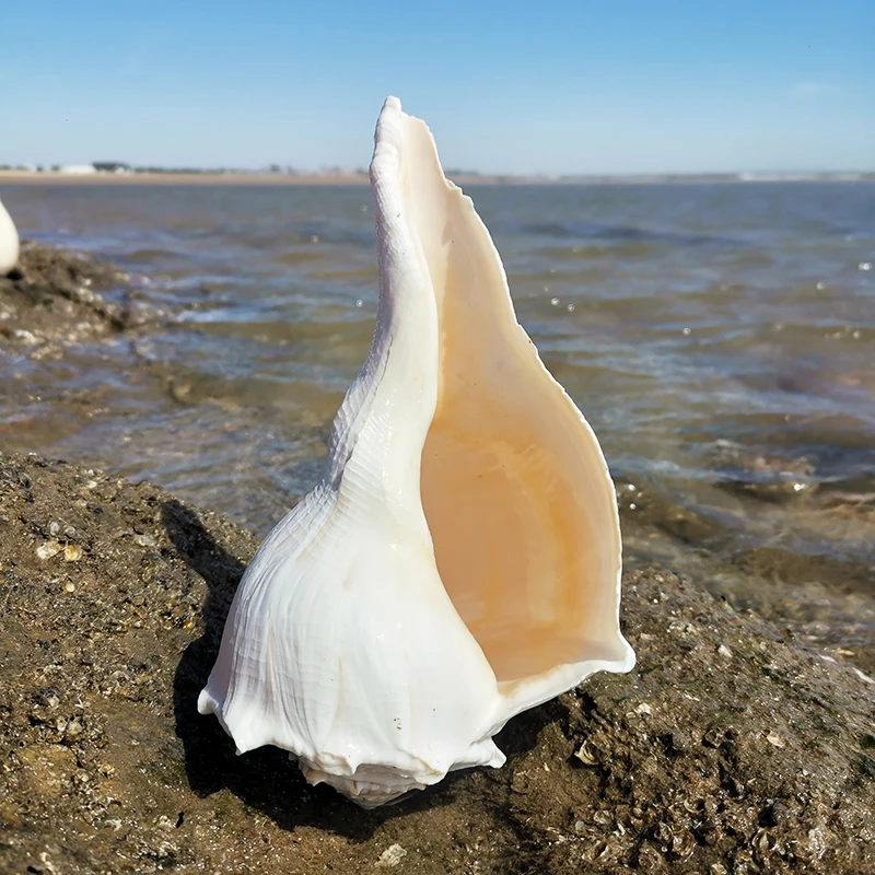 Natural-Conch-Shell-Conch-Fish-Tank-Ornaments-Special-Conch-for ...