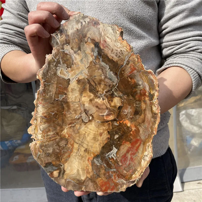 2-35kg-Natural-Petrified-Wood-Specimen-Semi-precious-Stone-Slices ...