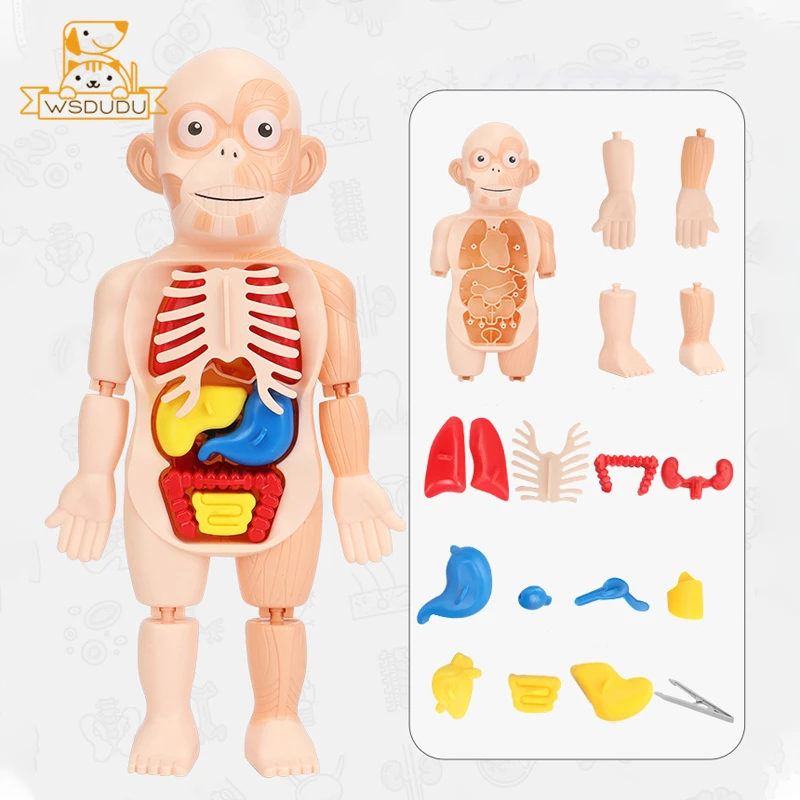 Human Organs For Kids
