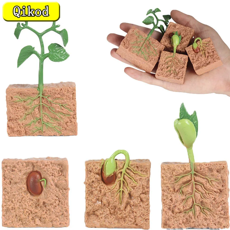 Simulation Plant Growth Model Seed Soybean Growth Cycle Animal Life ...