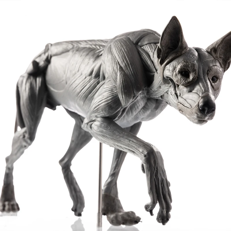 EVOLABORATORY-1-8-Wolf-Muscle-Anatomy-Canis-Lupus-Model-Animal-salvaje ...