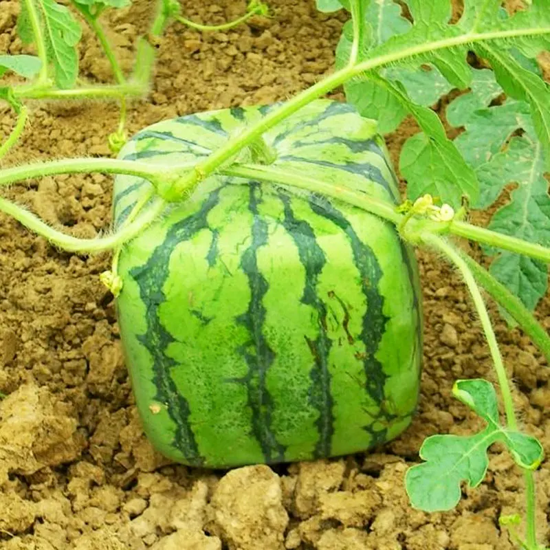 How To Make Square Watermelon