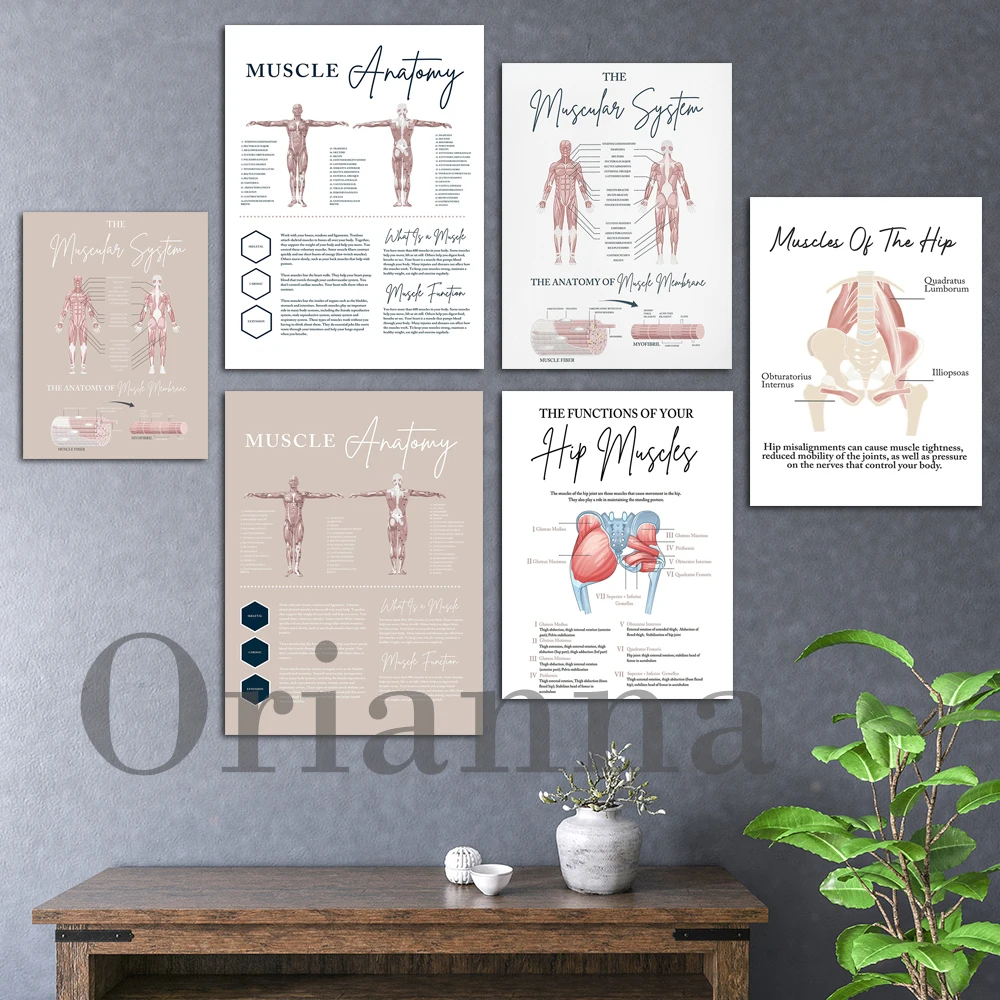Muscular System Chiropractic Medical Print Anatomy Poster Vitalistic ...