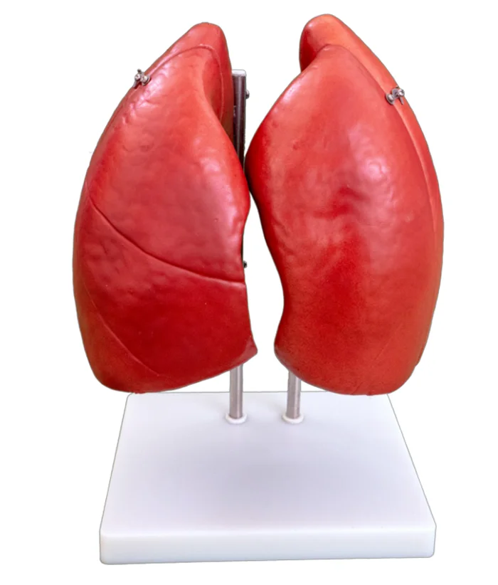 Modelo De Pulmón Etiquetado 260+ Circulación Pulmonar Ilustraciones