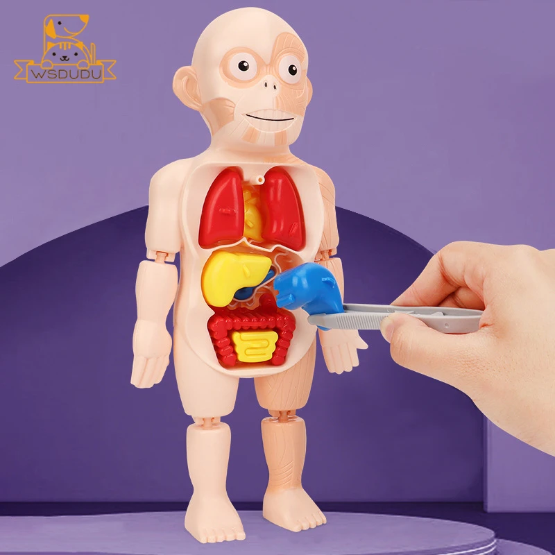 Human-Organs-Montessori-Toy-Viscus-Matching-Body-Figures-Construction ...