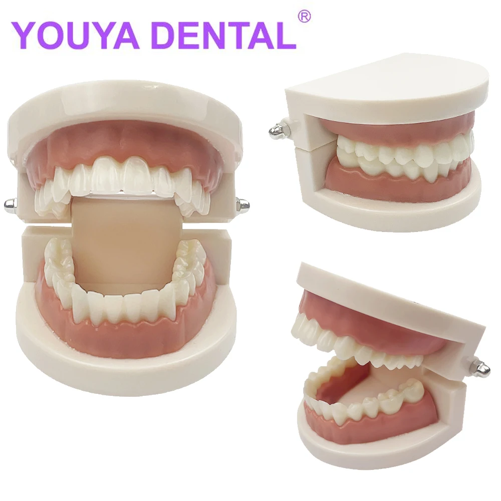 1Pcs-Dental-Model-Training-Typodont-Teeth-Model-For-Dentist-Technician ...