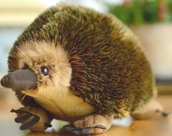 Spiny Anteater