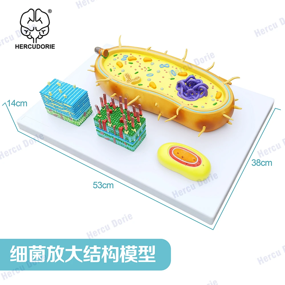 Virus Cell Model