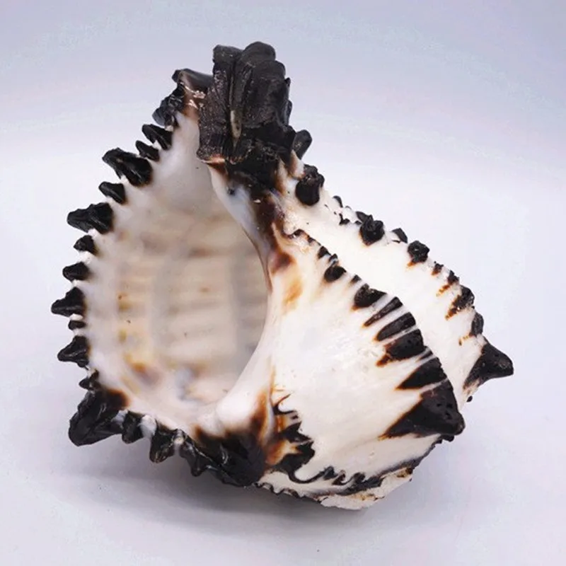 10-12-cm-Large-Conch-Shell-Black-Zebra-Murex-American-Black-Murex-Fish ...