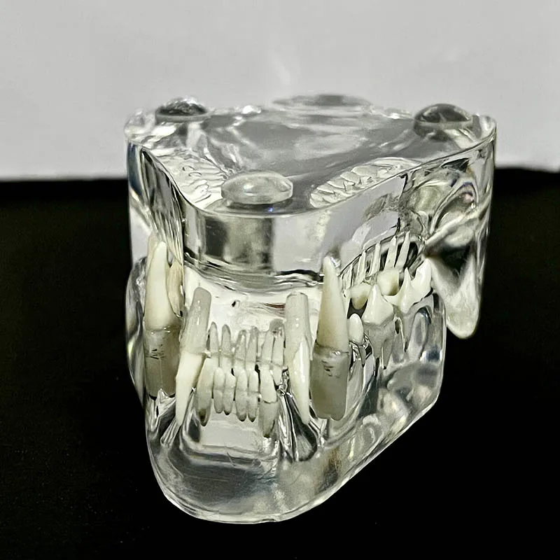 Dental Resin Transparent Cat Teeth Model Dental Animals Teeth Of Cat ...