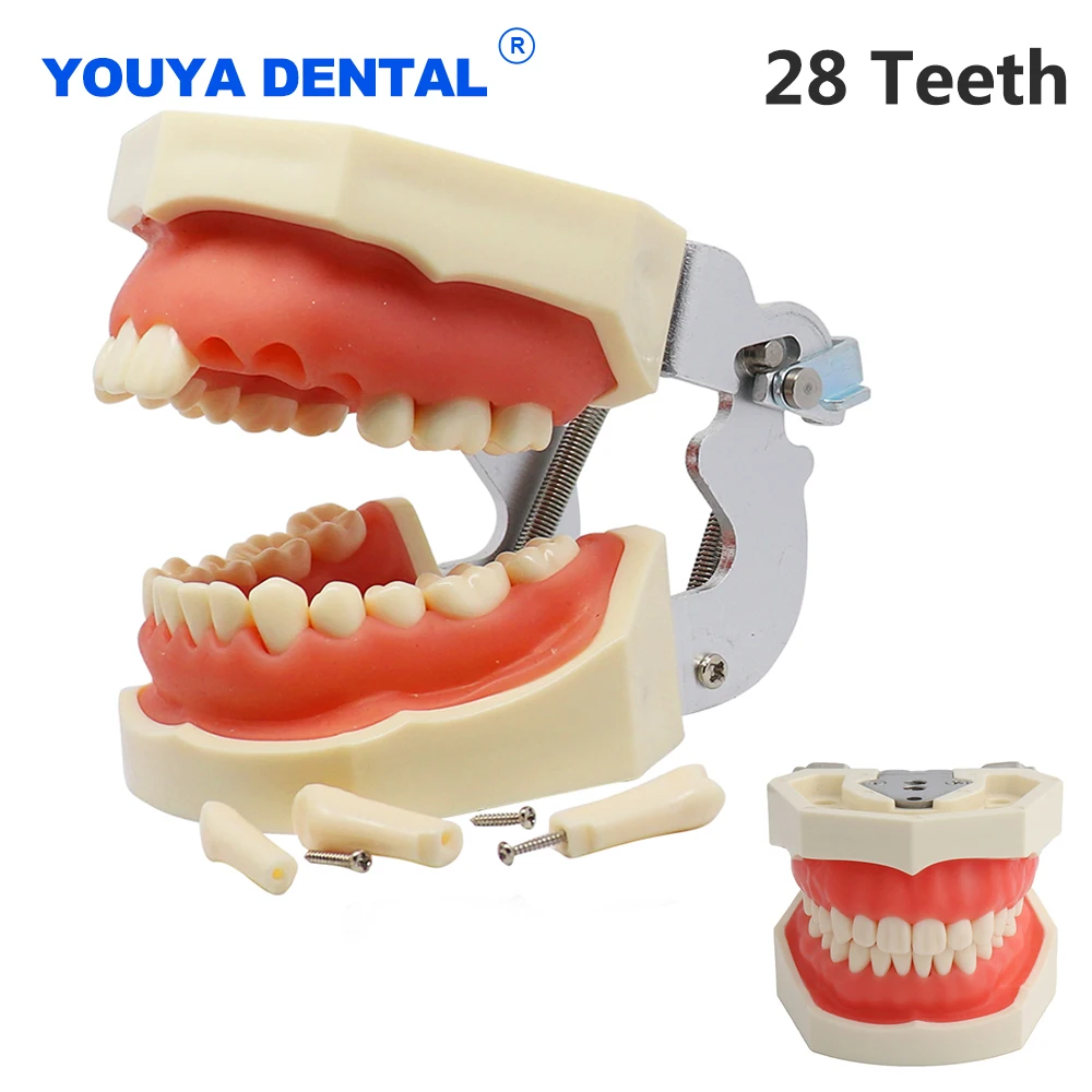 Dental-Model-Teeth-Teaching-Model-Resin-Typodont-Training-Model-Gum ...
