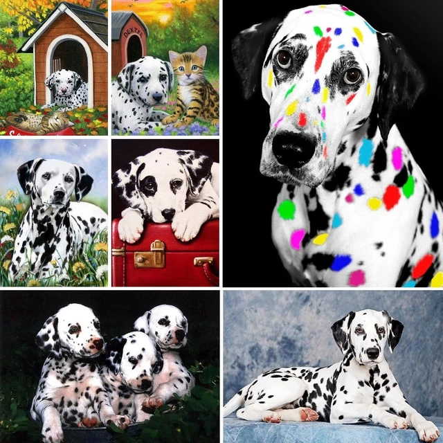 Black Spotted Dalmatian