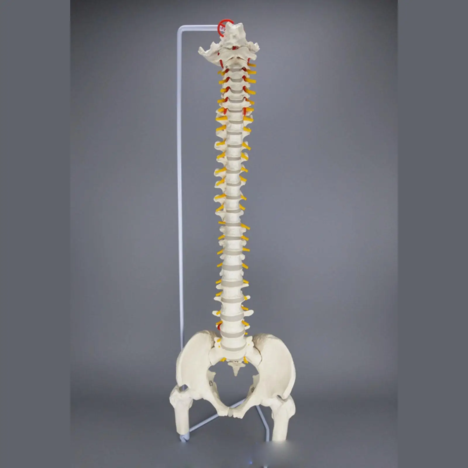 85CM-Human-Anatomical-Model-Spinal-Column-Flexible-Spinal-Column-With ...