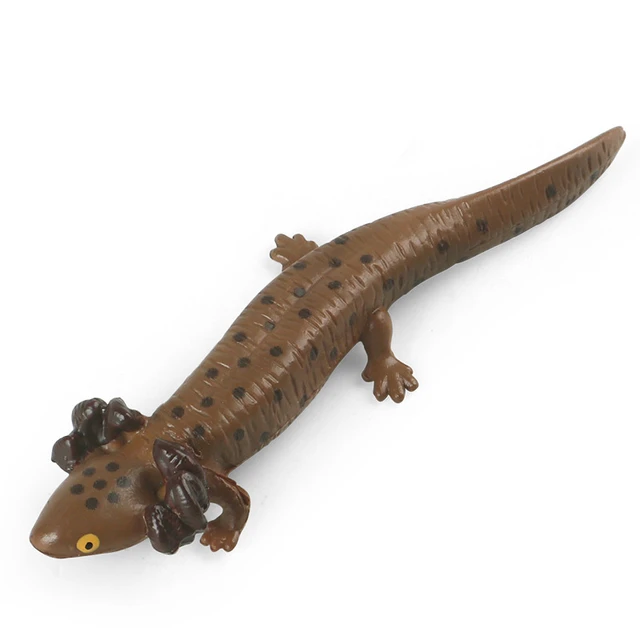 Pet Giant Salamanders