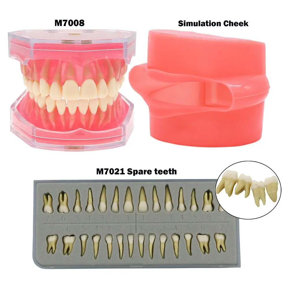 Dental-Study-Teach-Practice-Standard-Teeth-Model-Removable-28PCS-Teeth ...