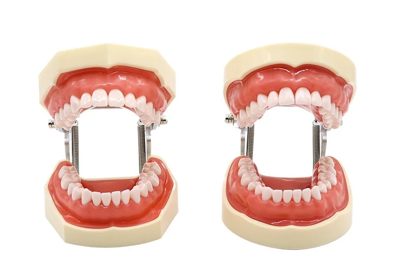 28 32 Oral Dental Teeth Model Preparation Practice Soft Gums Removable ...