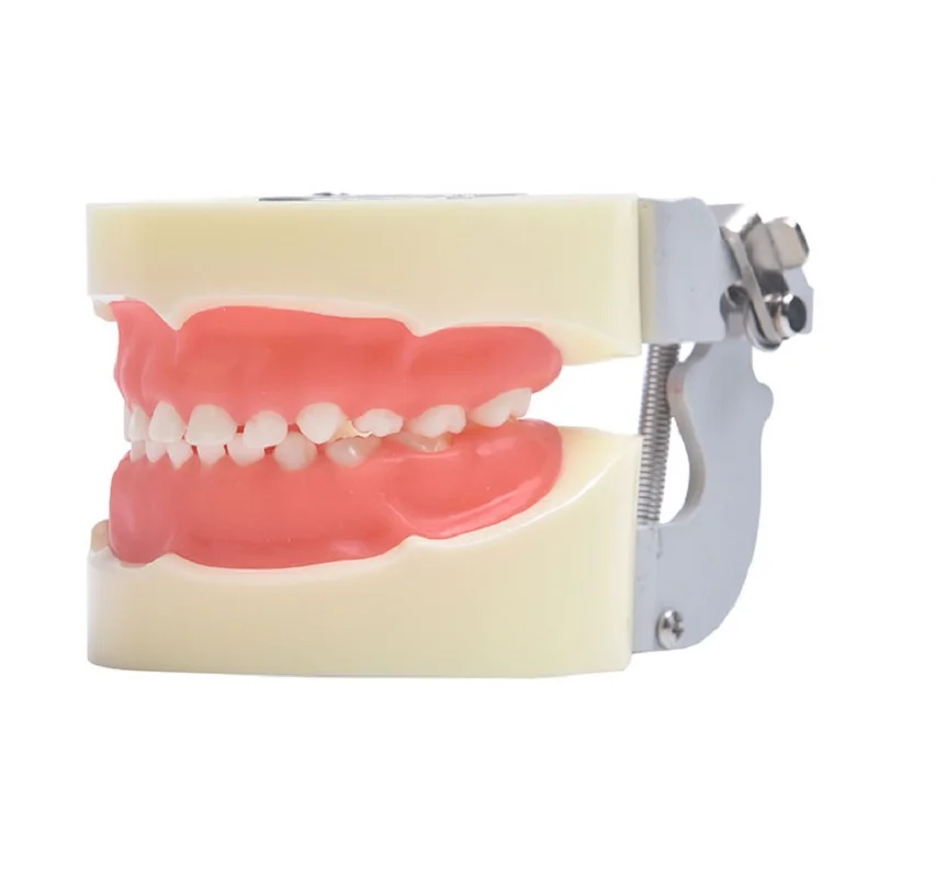 Child-Teeth-Model-M7014-Soft-Gum-Dental-Study-Teeth-Model-Dental ...