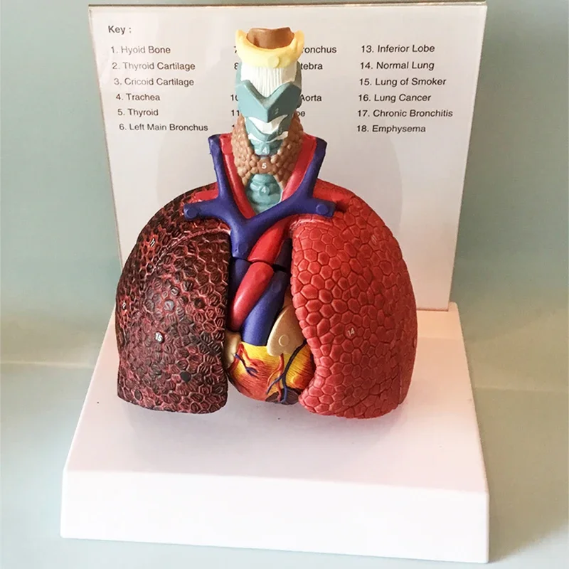 What Makes This Human Anatomy Lung Model the Best Lungs Diagram for ...