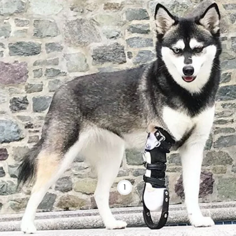 Custom-dog-cat-and-dog-prosthetic-leg-prosthetic-protector-forelimb ...
